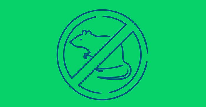 What to do about vermin infestations - Protect My Let